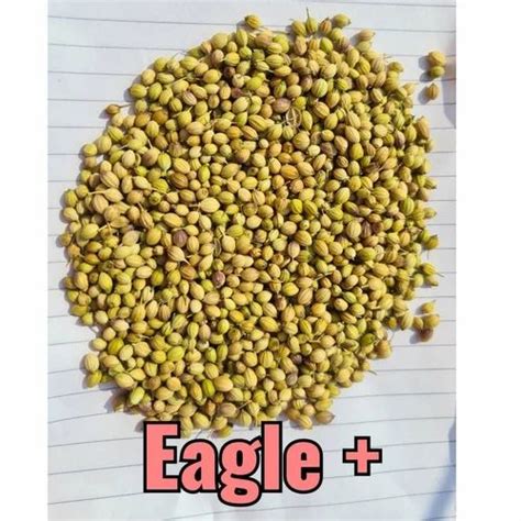 Dried Brown Eagle Plus Coriander Seeds For Cooking At Rs 71 Kg In Mumbai