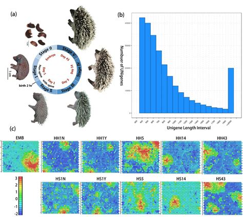 Atelerix Albiventris Skin Developmental Life Cycle Transcriptome A
