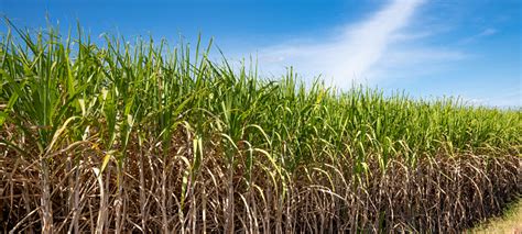 푸른 하늘 배경에 사탕수수 필드 농업 설탕 이나 에탄올 제품에 대 한 연료 농지 수확을 위한 줄기 식물에 녹색과 갈색 잎 시골에서 땅에서 성장 하는 아름 다운 지팡이 작물