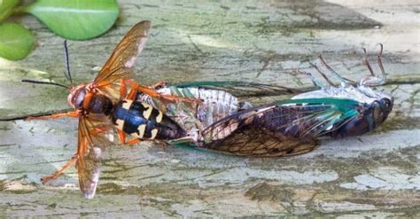 How To Get Rid Of Cicada Killer Wasps Safe And Effective Methods