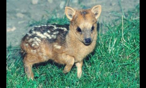Look At This Deer Japanese Dwarf Flying Squirrel Zoo Animals Cute