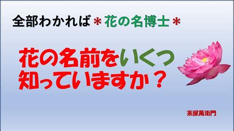 この花は何 YouTube
