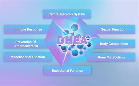 What Is Dhea Its The Best Natural Best Stress Buster