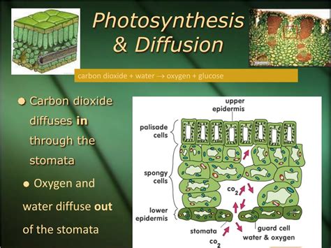 PPT Diffusion PowerPoint Presentation Free Download ID 5611917
