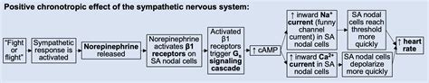 Autonomic Regulation Of The Heart