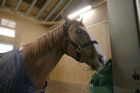 冬季繁殖牝馬セールでシゲルピンクルビーが1億4500万円で落札 半姉に続き2年連続億超え 競馬写真ニュース 日刊スポーツ