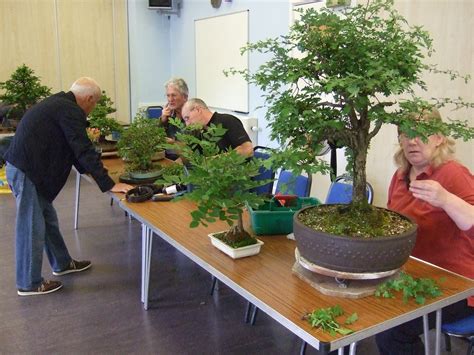 February Bonsai Tips Repotting Preparation Wessex Bonsai Society