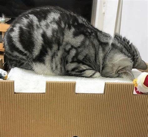 ごめん寝、ヘソ天、アンモニャイト猫の「かわいい寝姿」の意味をまとめてみた！｜ねこのきもちweb Magazine Cats Animals