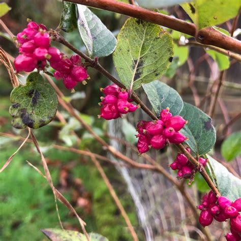 Symphoricarpos Orbiculatus Coralberry Coralberry Uploaded By