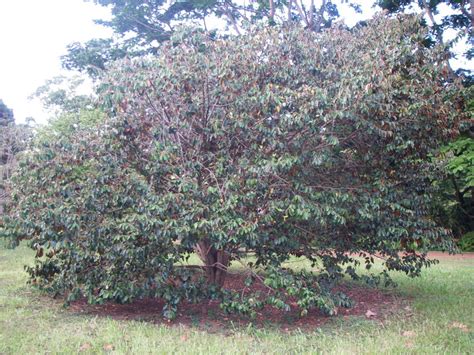 National Tropical Botanical Garden Chrysophyllum Cainito Plant