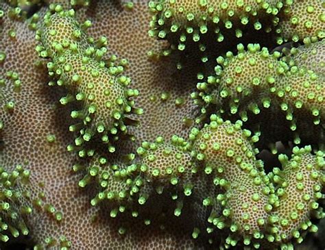 Lobophytum Spp Green Akvarieboden
