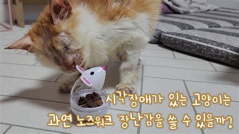 시각 장애가 있는 고양이는 과연 노즈워크 장난감을 쓸 수 있을까 Youtube