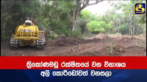 ත්‍රිකෝණමඩු රක්ෂිතයේ වන විනාශය අලි කොරිඩෝවත් වනසලා Youtube