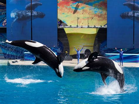 Orcas Seaworld