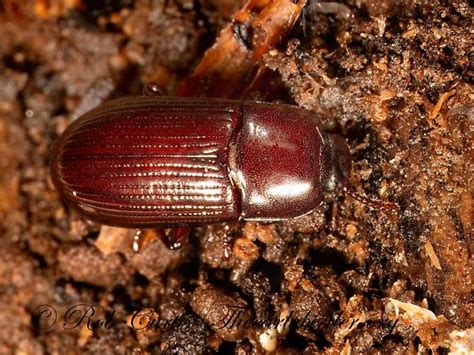 9087031 Teneb Uloma BugGuide Net