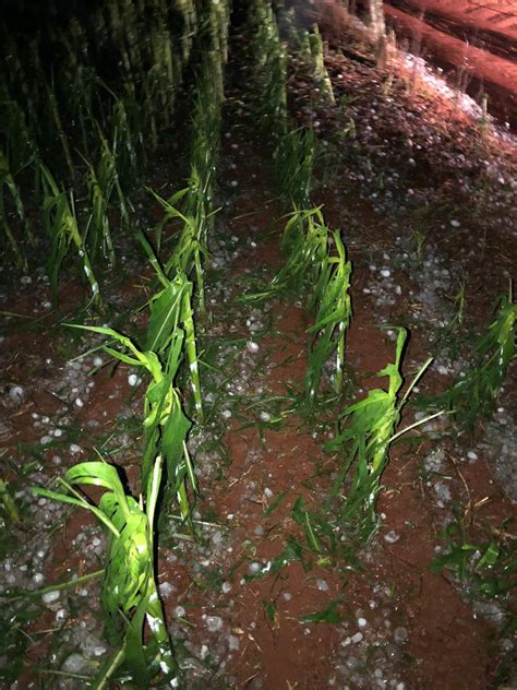 Mato Grosso E Mato Grosso Do Sul Podem Ter Novas Chuvas De Granizo