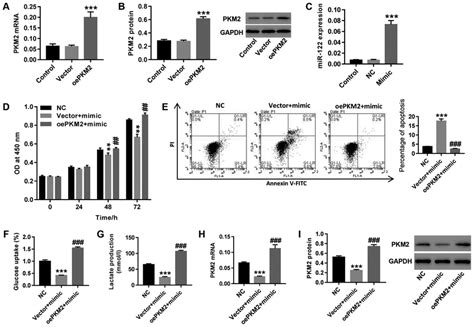 Mir 122 Regulates Docetaxel Resistance Of Pca Cells Possibly Via Pkm2