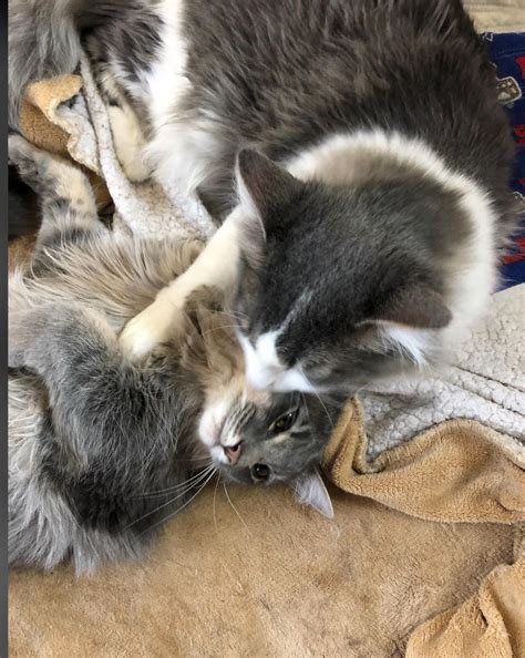 Sisters 🥰 R Cats