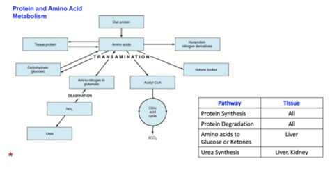 Adsc 3300 Quiz 6 Flashcards Quizlet