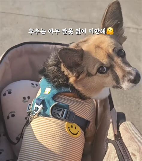 판and톡 얘 믹스예요 얘가 먹던거예요 얘가 먹던거면 거래 안 할게요 Daum 카페