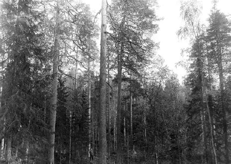 The Structure And Species Composition Of Natural Boreal Forests Are Download Scientific Diagram