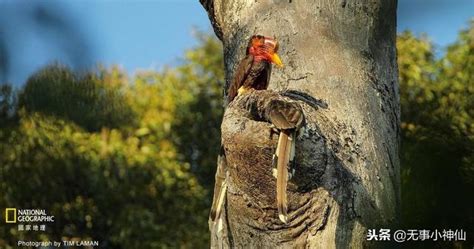 盔犀鳥因為鶴頂紅造成的生存危機 每日頭條