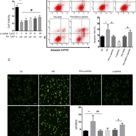 Caspase Inhibitor Ameliorated Pa Induced Cell Apoptosis And Ros