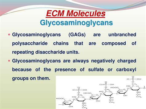 EXTRACELLULAR MATRİX ECM CELL INTERACTIONS ppt download
