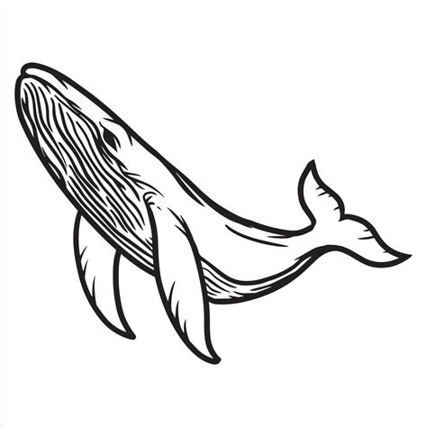 Guía para dibujar una ballena jorobada de forma fácil y rápida