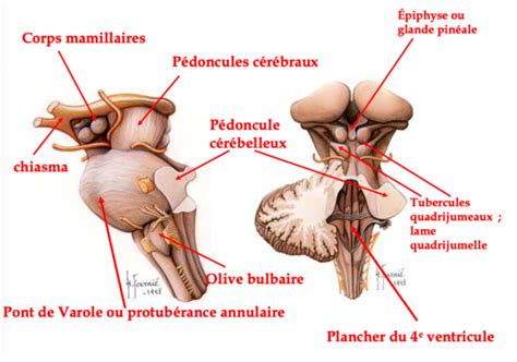 Schéma Tronc Cérébral