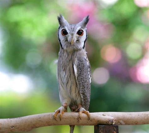 White Faced Owl Transformation