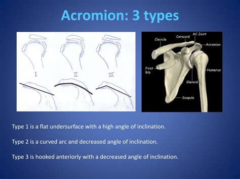 Ppt Mri Anatomy Of The Shoulder Powerpoint Presentation Free Download Id 4270398