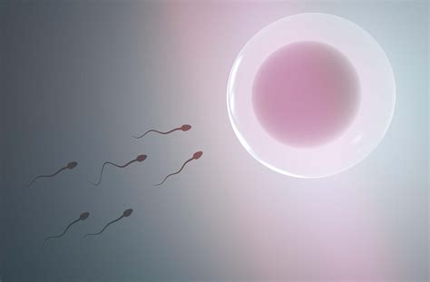 Ovulation Calculator Pregnancy Ovulation Calculator Find Out When You Re Most Fertile CREATE
