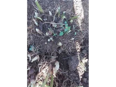 茂林农业 云南重楼种苗 昆明滇重楼 云南重楼 宣威市茂林农业科技开发有限公司