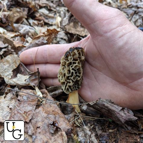 12 Tips For Foraging Morel Mushrooms Unruly Gardening
