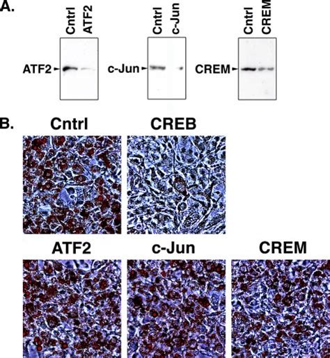 Depletion Of Atf2 C Jun Or Crem Does Not Inhibit Adipogenic