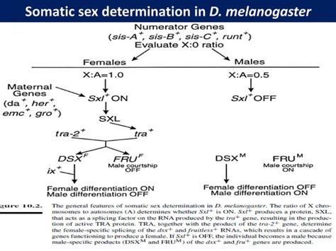 Sex Determination In Insects Pdf Infertility Reproductive Health