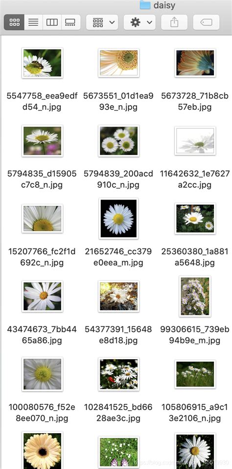 十一 深度学习笔记 ｜ 使用pytorch搭建alexnet并训练花分类数据集 Csdn博客