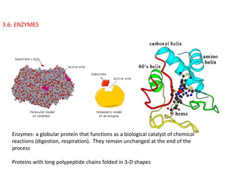 Proteins Enzymes Globular At Bev Wood Blog