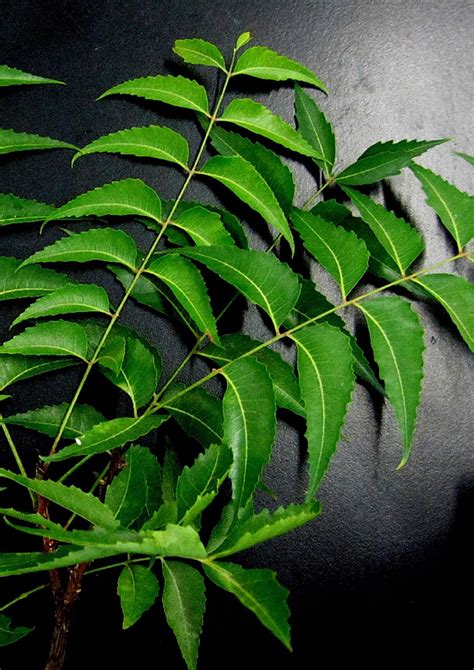 Neem Tree Advantages And Disadvantages At Natasha Greenwood Blog