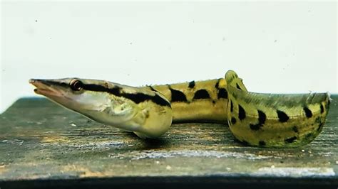 Zig Zag Eel Mastacembelus Armatus New Species