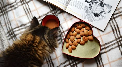 Cinco Consejos Para Alimentar A Tu Gato De Una Forma Saludable EsLife