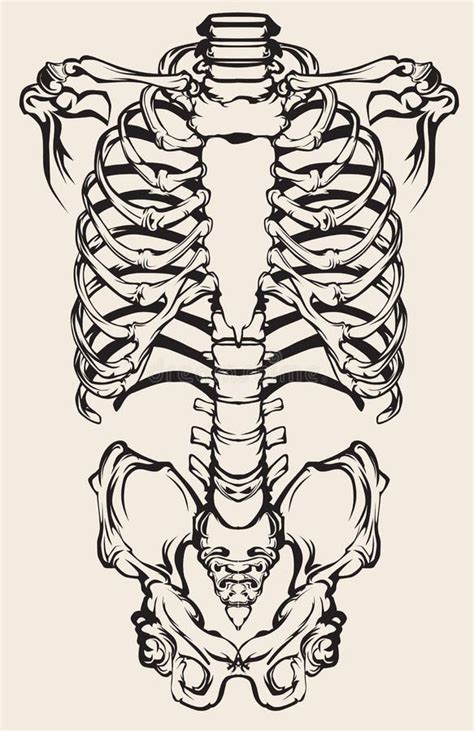 Esqueleto humano ilustración del vector Ilustración de ciencia 53363896