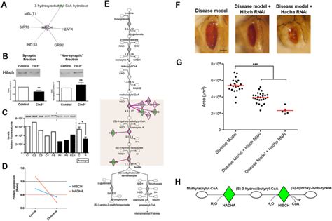 Proteomic Mapping Of Differentially Vulnerable Pre Synaptic Populations Identifies Regulators Of