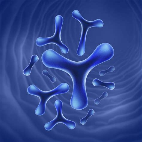 Bifidobacterium Bifidum Dr Vegan