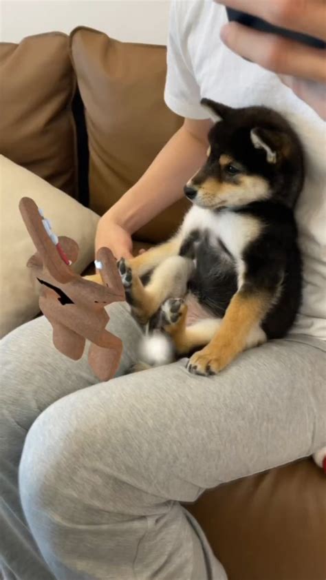 萌柴小福 小狗：這是我能看的嗎？ 狗狗 柴犬 萌寵 搞笑視頻 臺灣 小狗 柴犬 愛笑的狗狗 柴犬 可愛在我家 萌寵 狗狗 可愛 小狗狗 Instagram