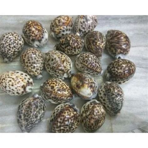 Black Raja Cowrie Shell Size 0 5 1 Inch At Rs 220 Kilogram In