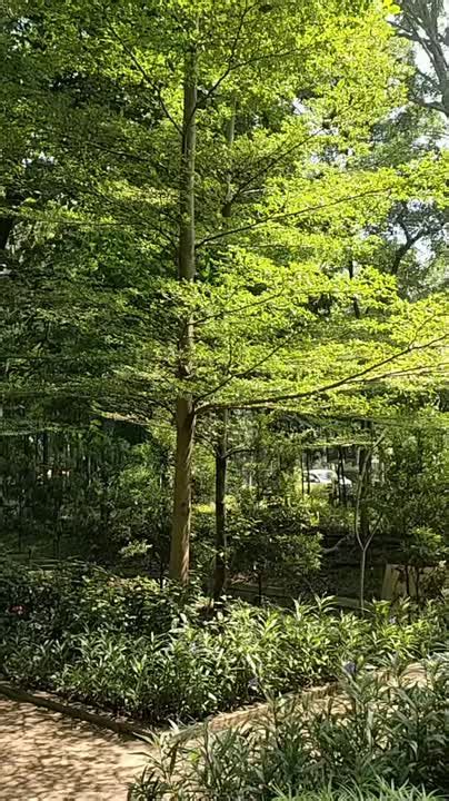 Video Alex Sobur On Linkedin Bimbo Didalamrindunyaaku Nostalgia Lagukenangan Musik Love