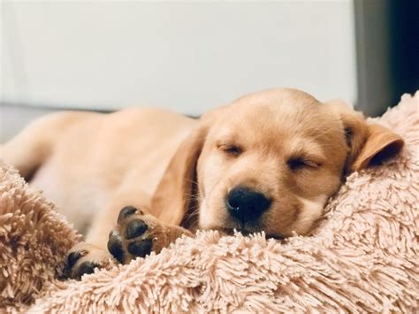 Cockerdors Ashford Kennels