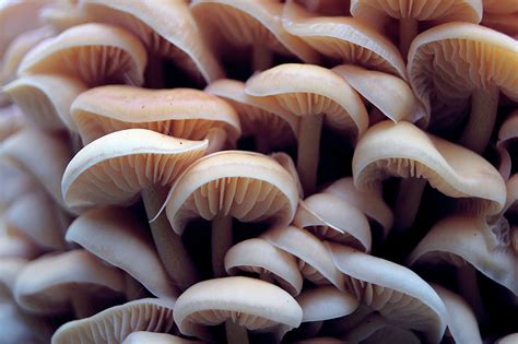 9 Fantastic Facts About Mushrooms Cottage Life